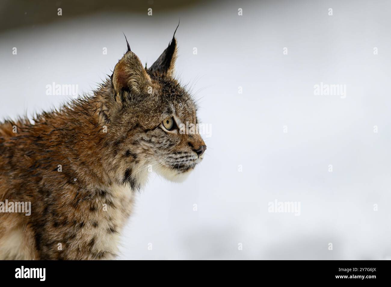 A profile portrait of a Eurasian lynx (Lynx lynx) with snow visible in ...