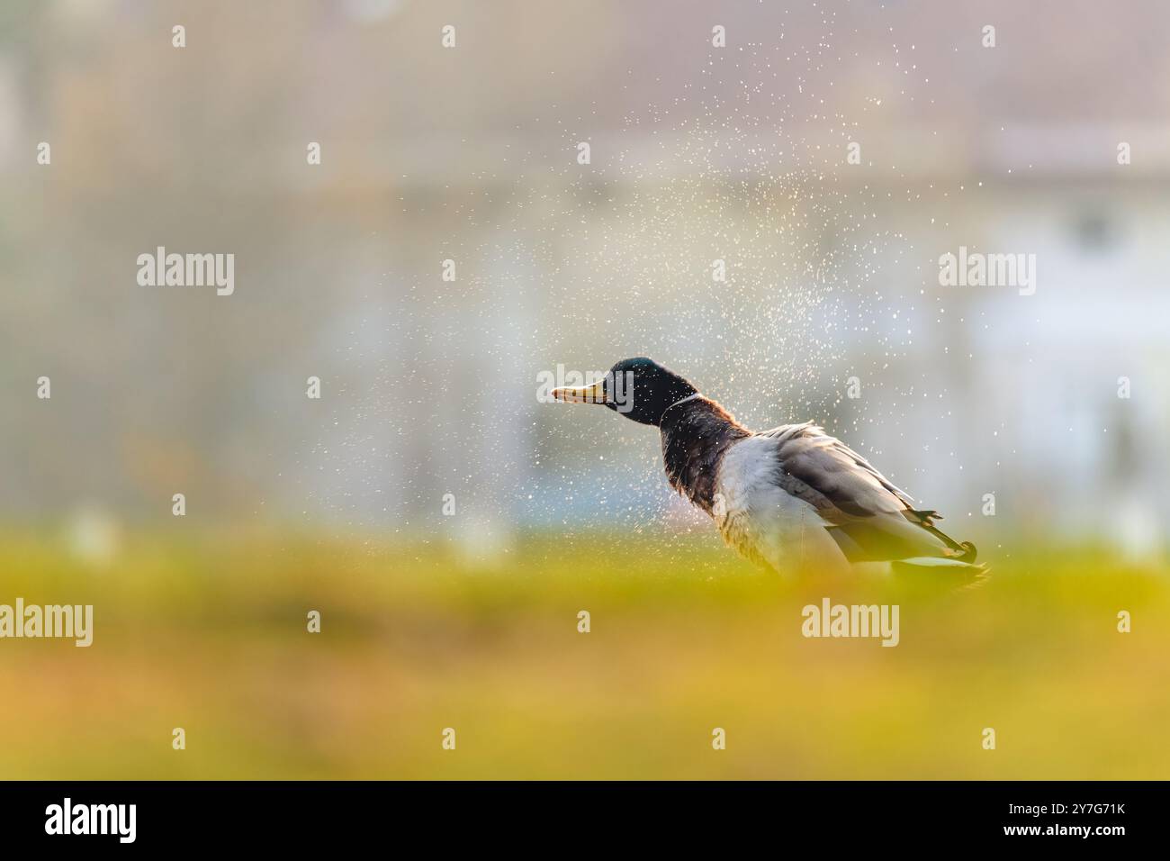 A mallard duck (Anas platyrhynchos) is shaking off water during sunset ...