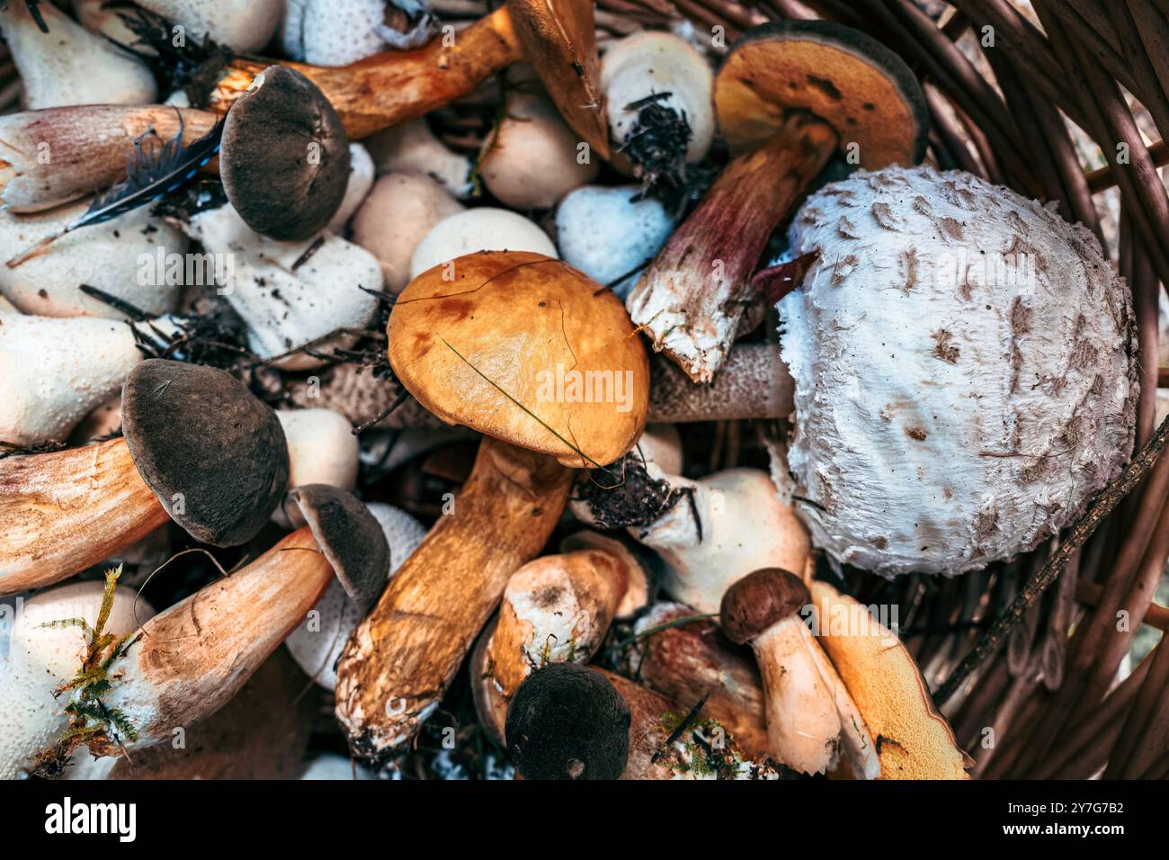 Hobby forager hi-res stock photography and images - Alamy
