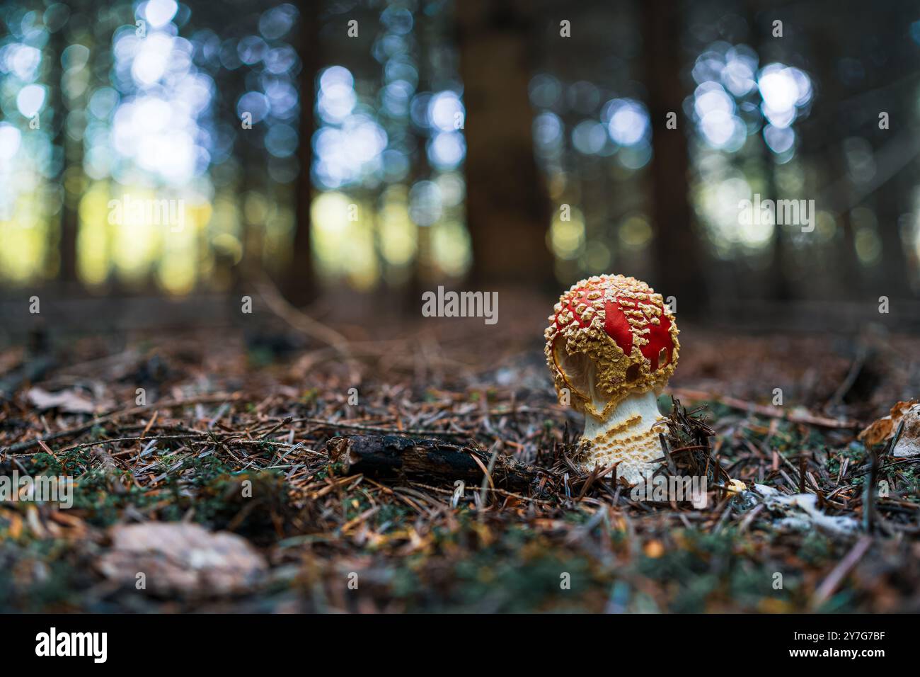A deadly poisonous fly agaric mushroom (Amanita muscaria) is seen ...