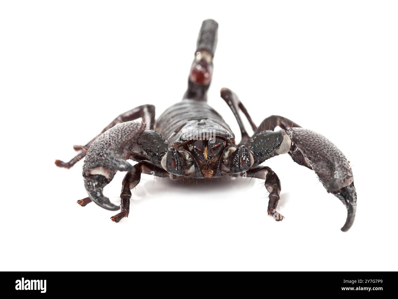 Front view of Emperor Scorpion (Pandinus imperator) isolated on white ...