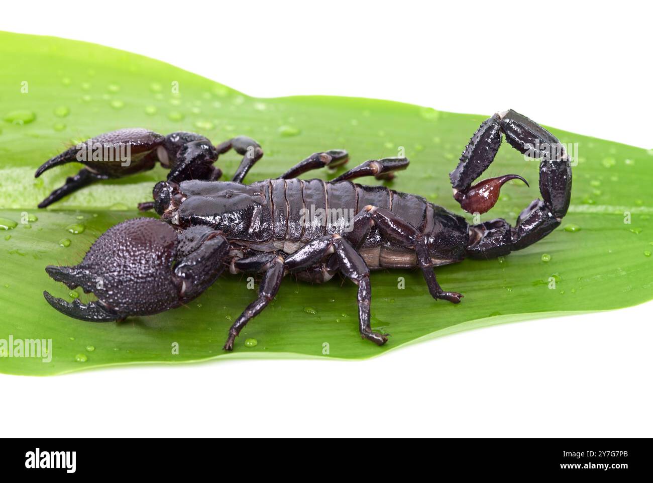 Emperor Scorpion (Pandinus imperator) on a green leaf closeup Stock ...