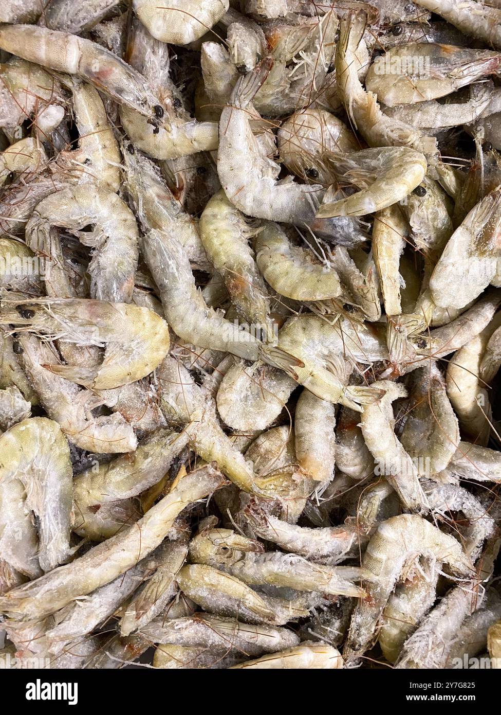 Lots of frozen unpeeled shrimp top view Stock Photo - Alamy