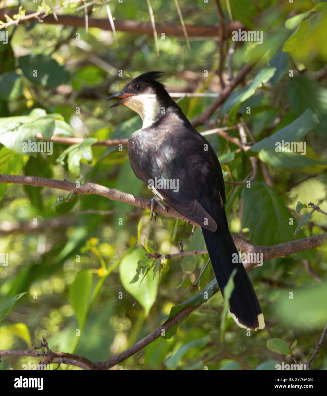 the Jacobin or Black and White Cuckoo is an Inter-African migrant that ...