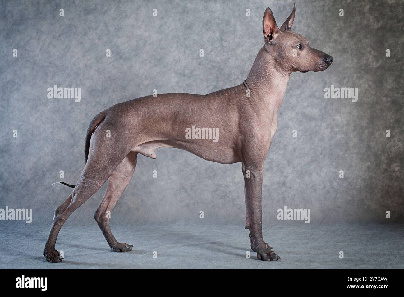 Mexican xoloitzcuintle male dog against grey background Stock Photo - Alamy