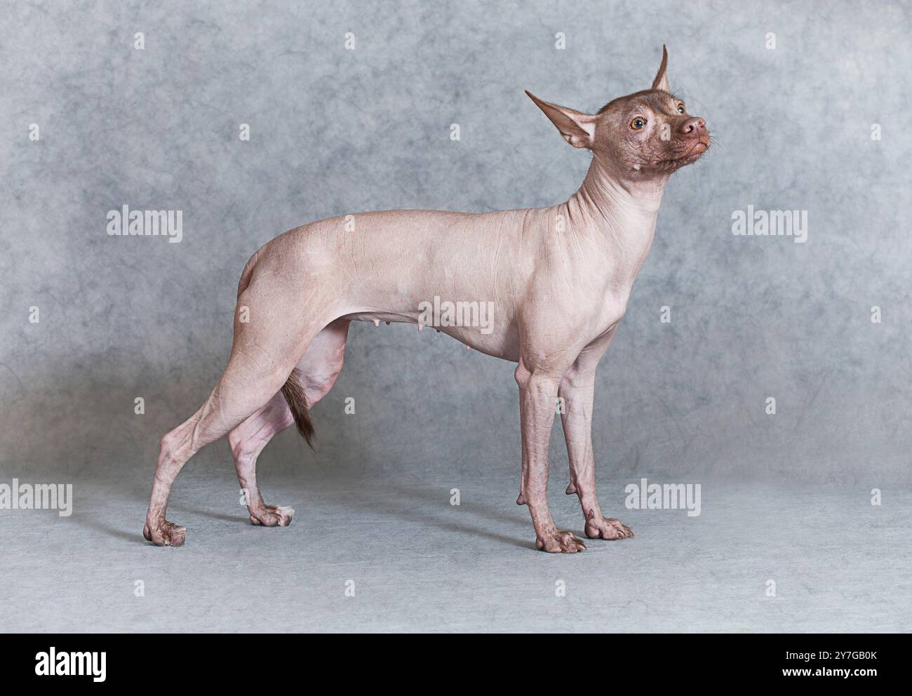 Mexican xoloitzcuintle dog standing against grey background Stock Photo ...