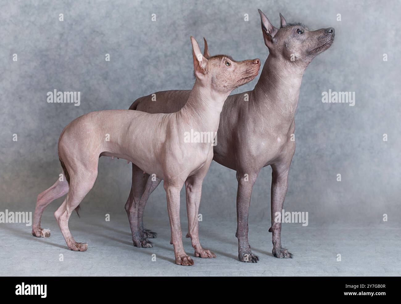 Couple of Mexican xoloitzcuintle dogs against grey background Stock ...