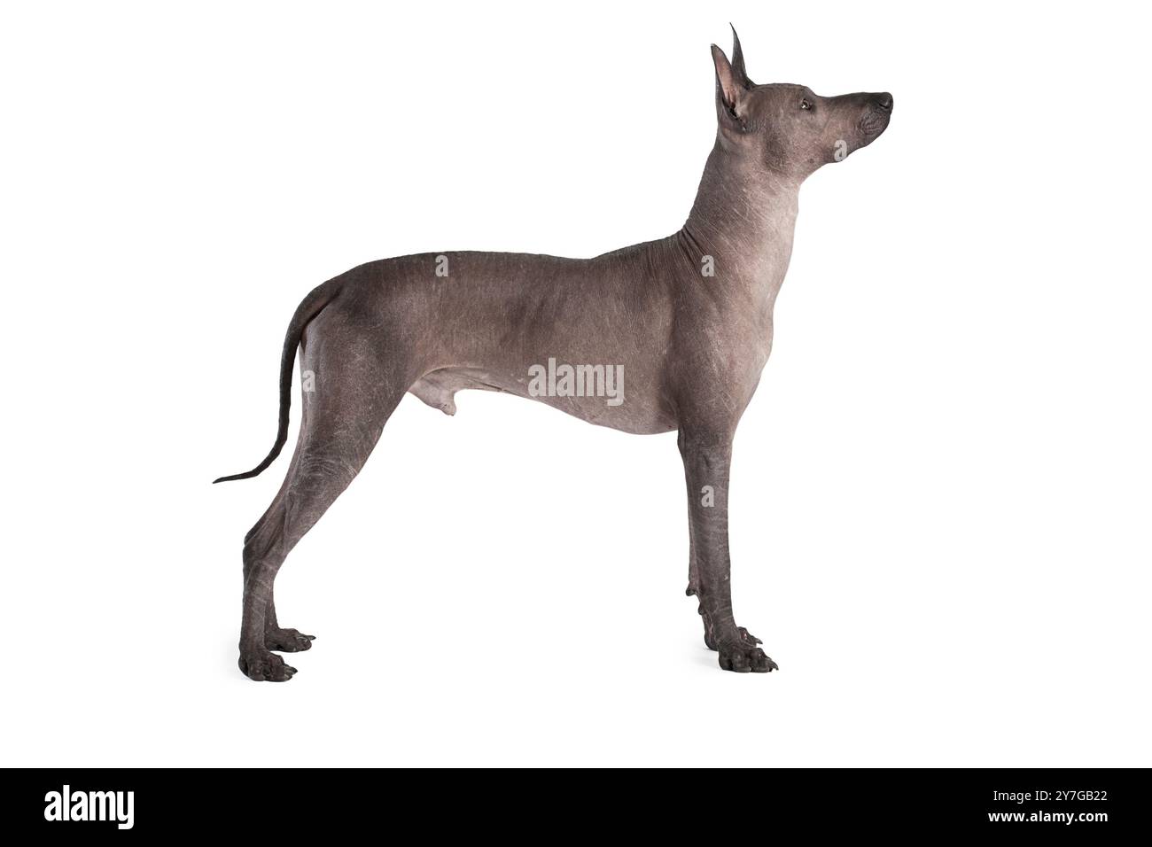 Mexican xoloitzcuintle male dog isolated on white Stock Photo - Alamy