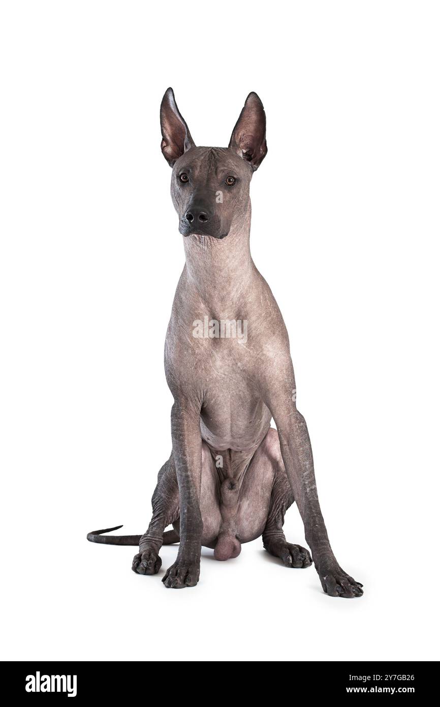 Mexican xoloitzcuintle dog sitting against white background Stock Photo ...