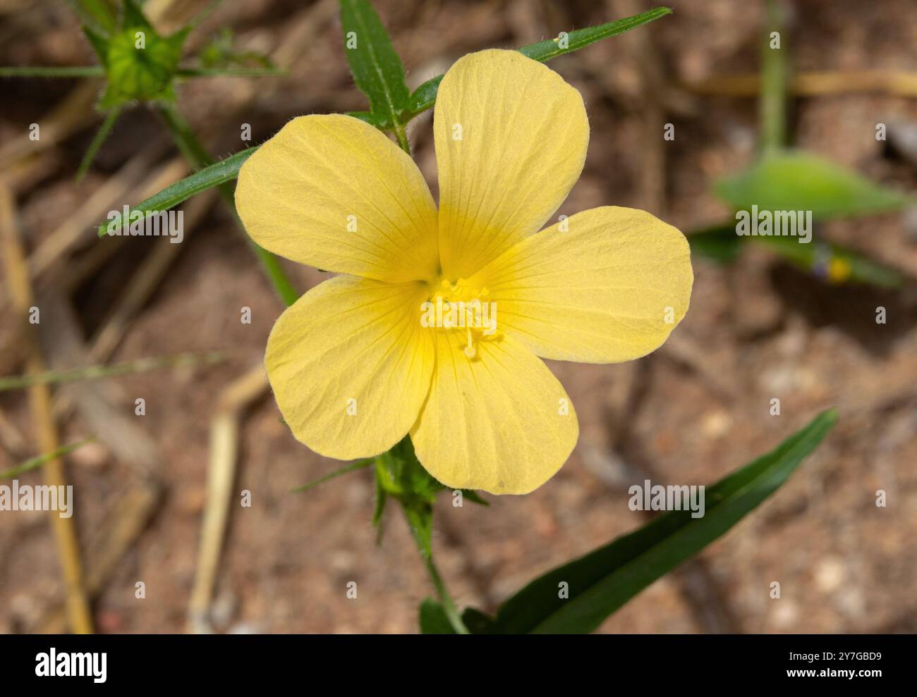 The Small Yellow Hibiscus is a straggling plant that spreads through ...