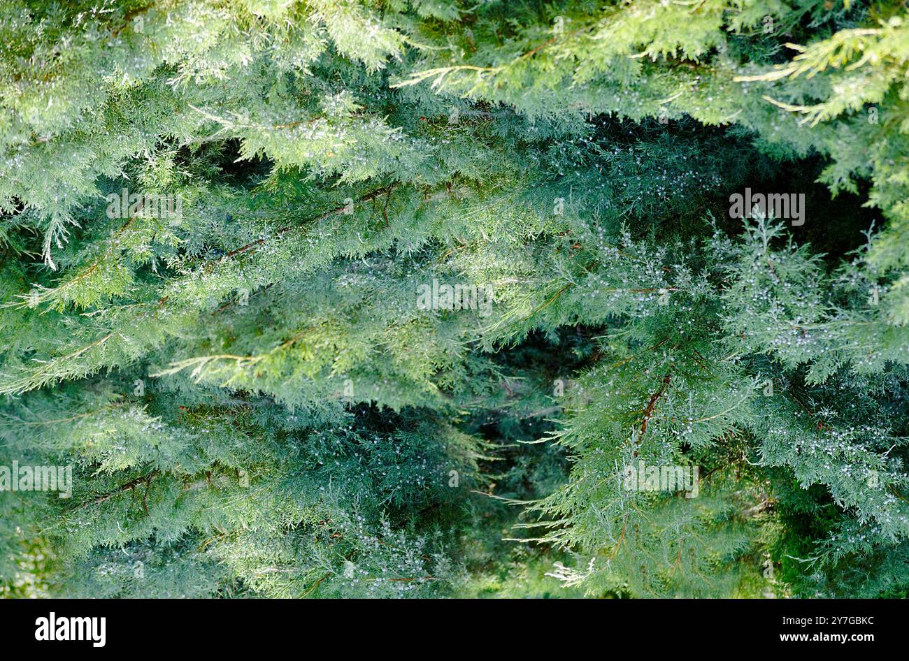 A coniferous shrub of green color grows on the street during the day in ...