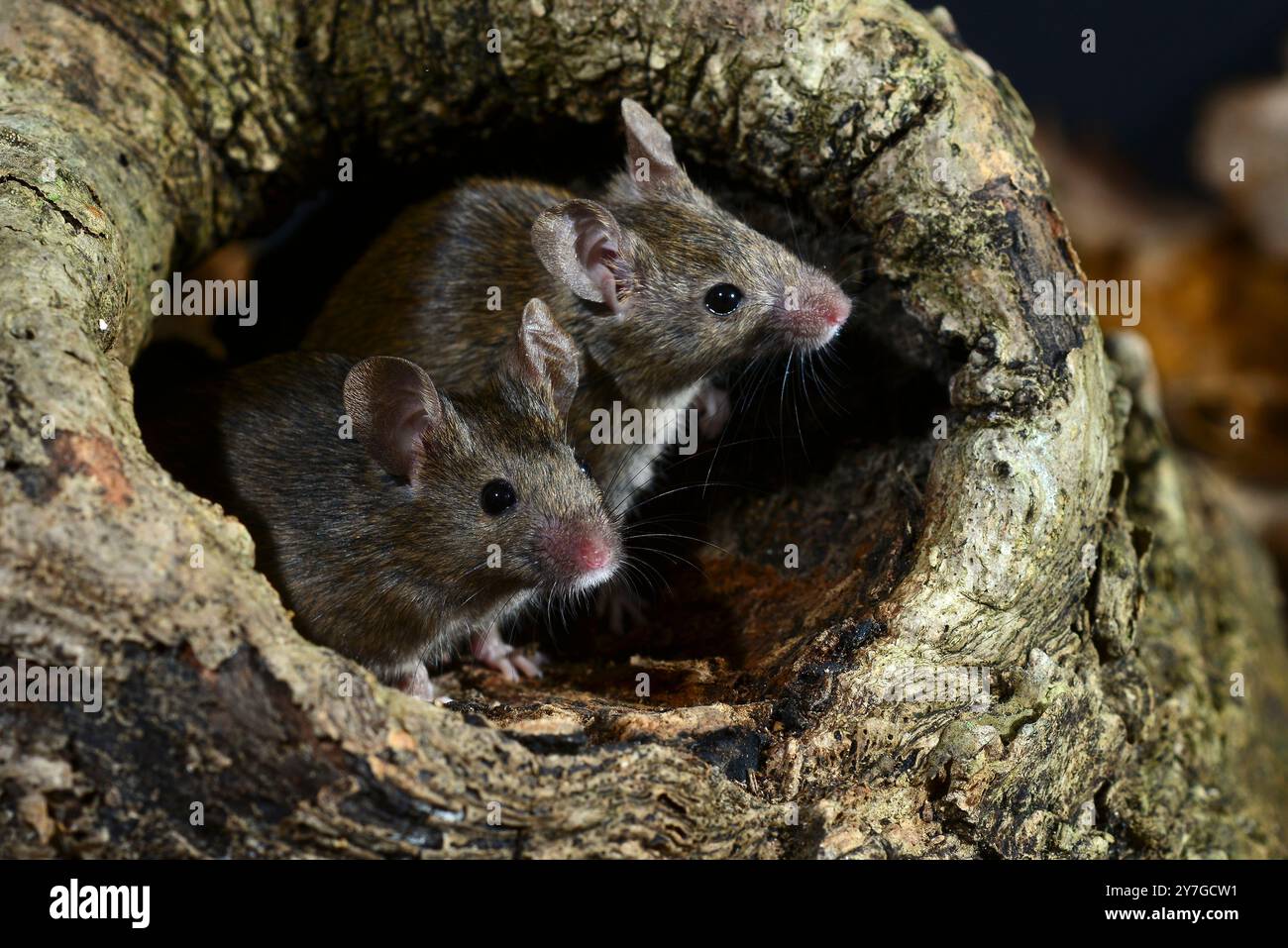 Common mice hi-res stock photography and images - Alamy