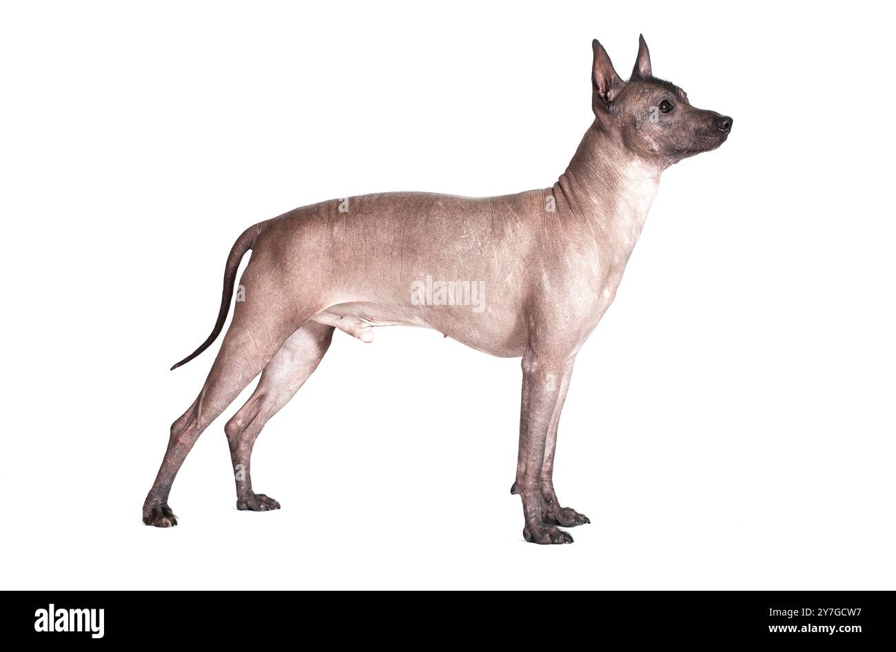 Mexican xoloitzcuintle male dog standing against white background Stock ...