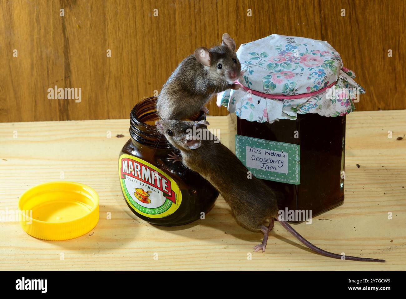 Adult house mice Stock Photo - Alamy