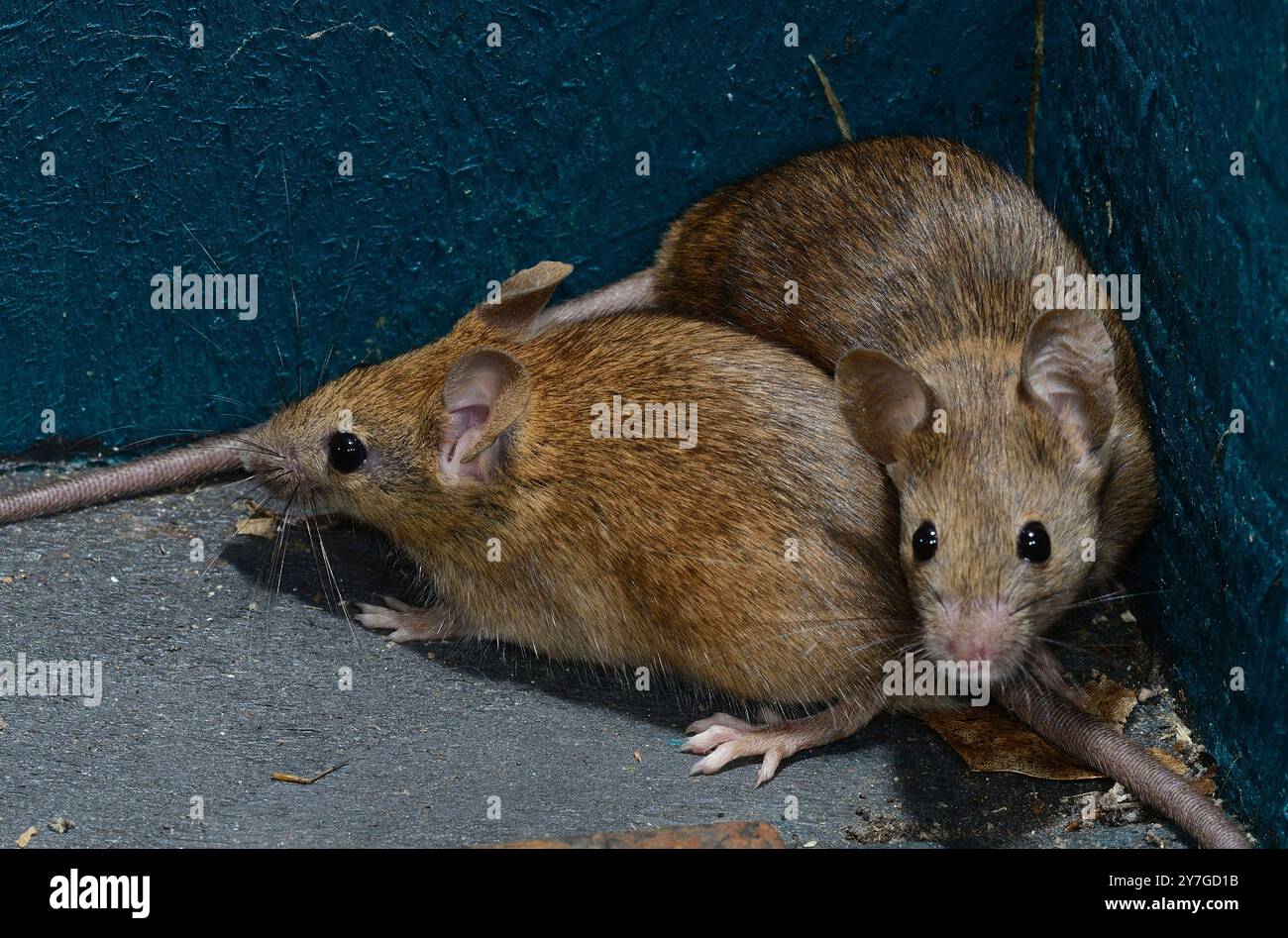 Adult house mice Stock Photo - Alamy