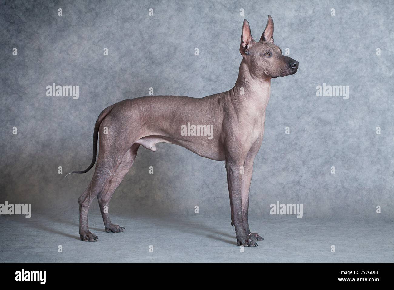 Mexican xoloitzcuintle male dog against grey background. Eighteen ...