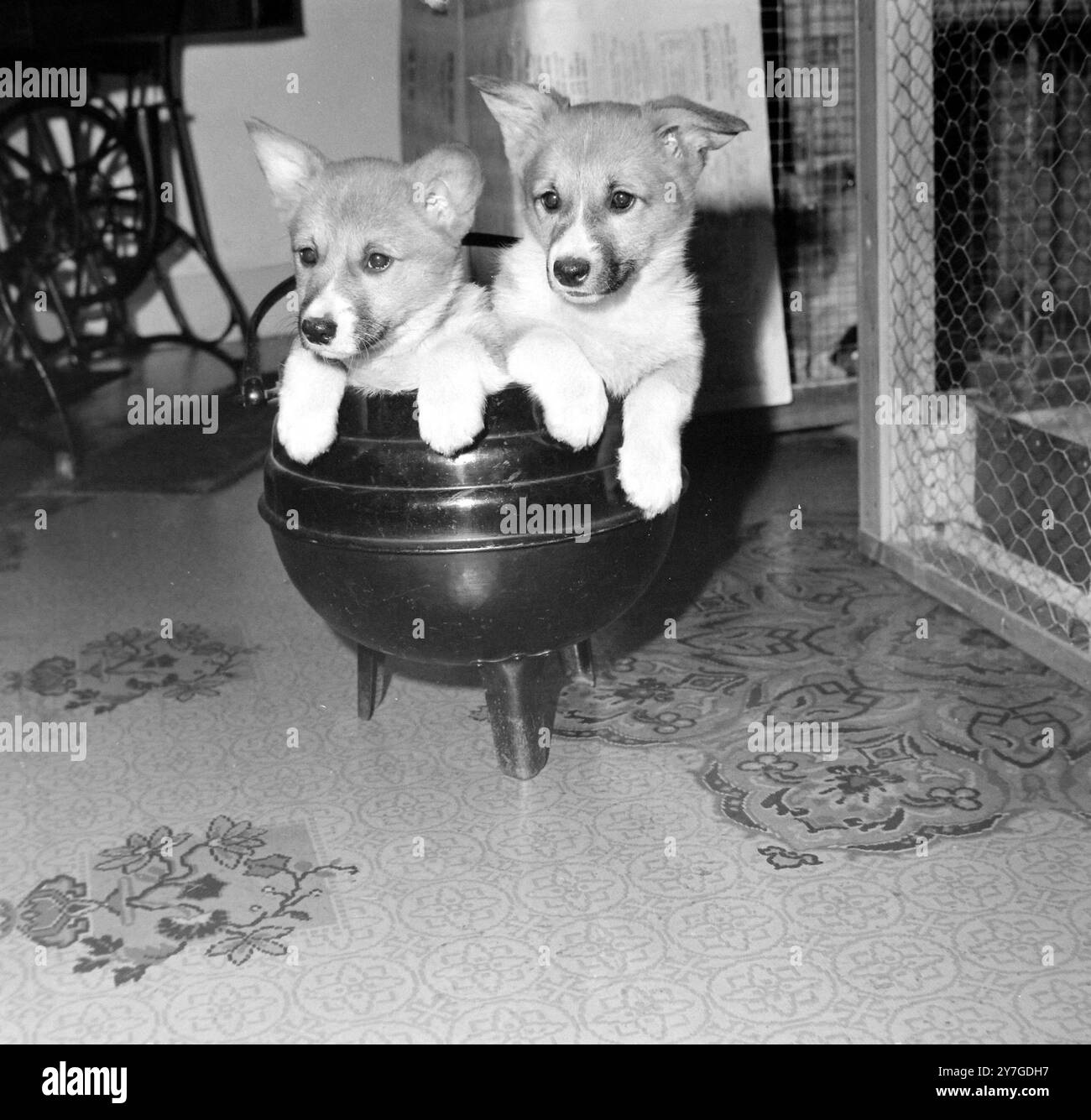 CORGI DOG PUPPIES IN SIDCUP ; 17 NOVEMBER 1964 Stock Photo - Alamy