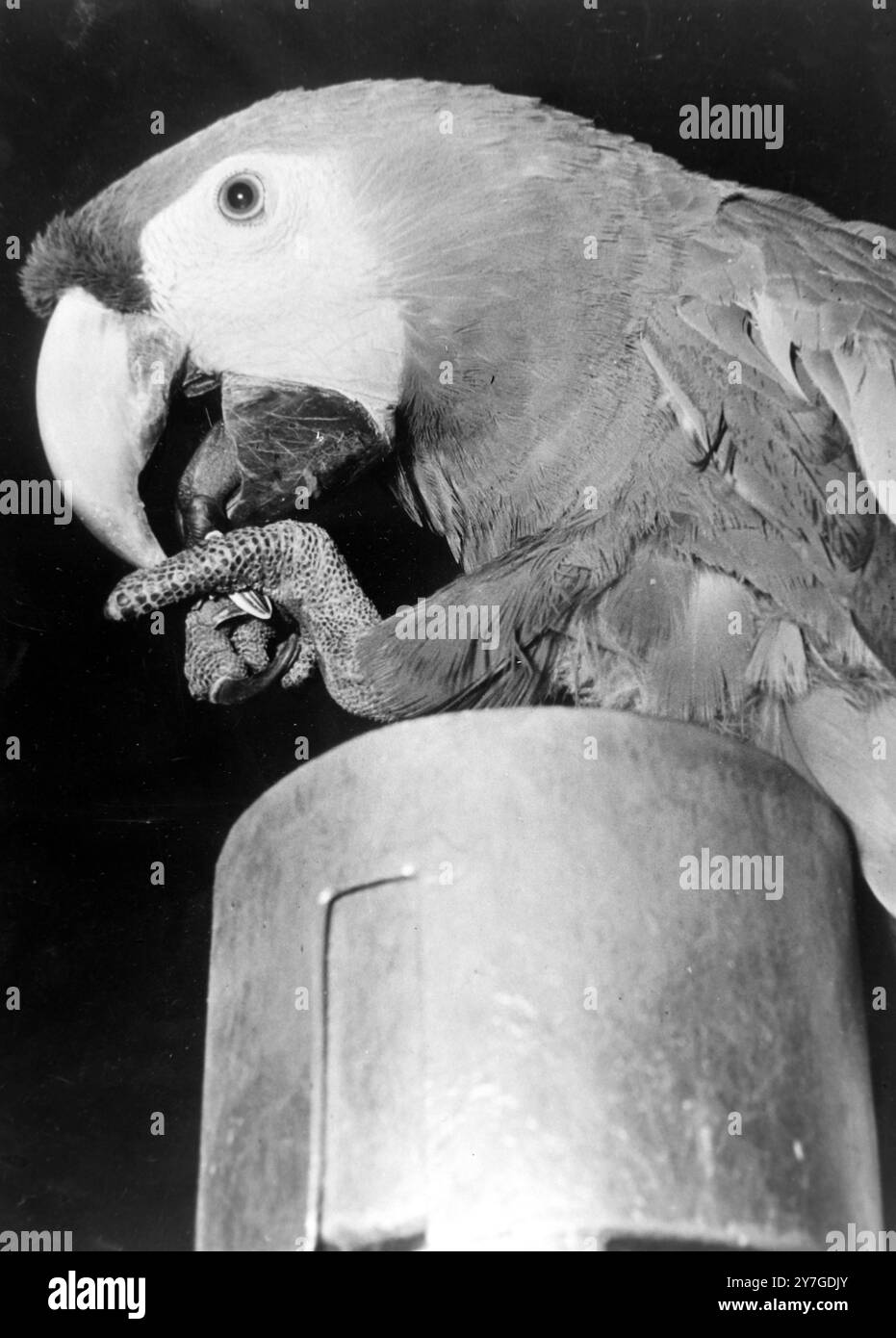 PARROT SEEN AT PARIS BIRD SHOW ; 17 NOVEMBER 1964 Stock Photo - Alamy