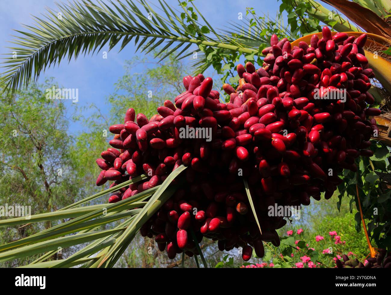 Medjool date palm tree hi-res stock photography and images - Alamy