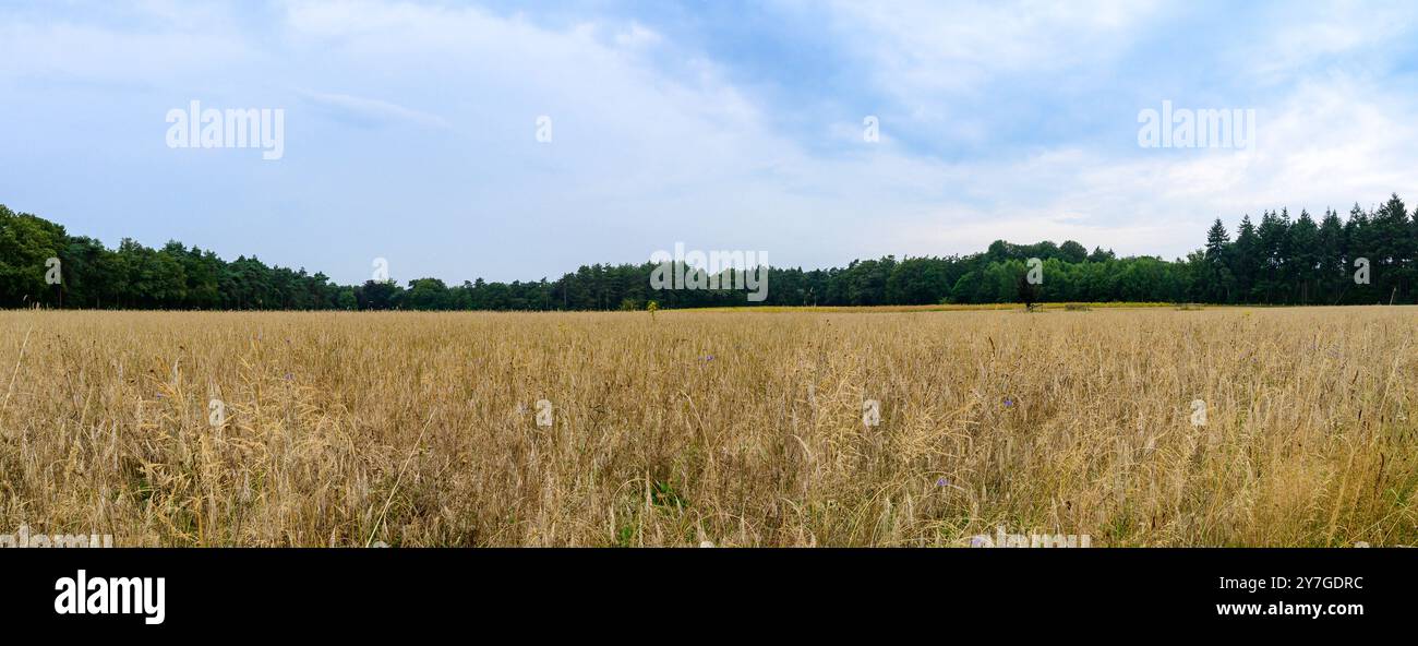 A Panoramic landscape with brown plants where hay is made in Mook ...