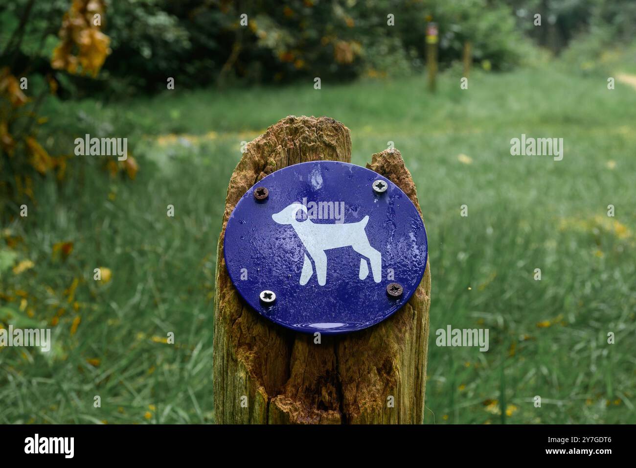 A Signposting of a route with the dog on a wooden post on a blurred ...