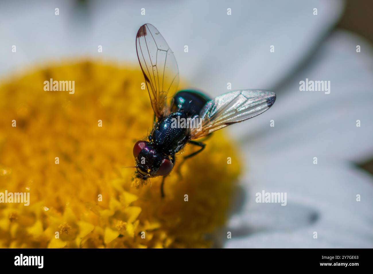 Ulidia apicalis, Wing-waving Flies Stock Photo - Alamy