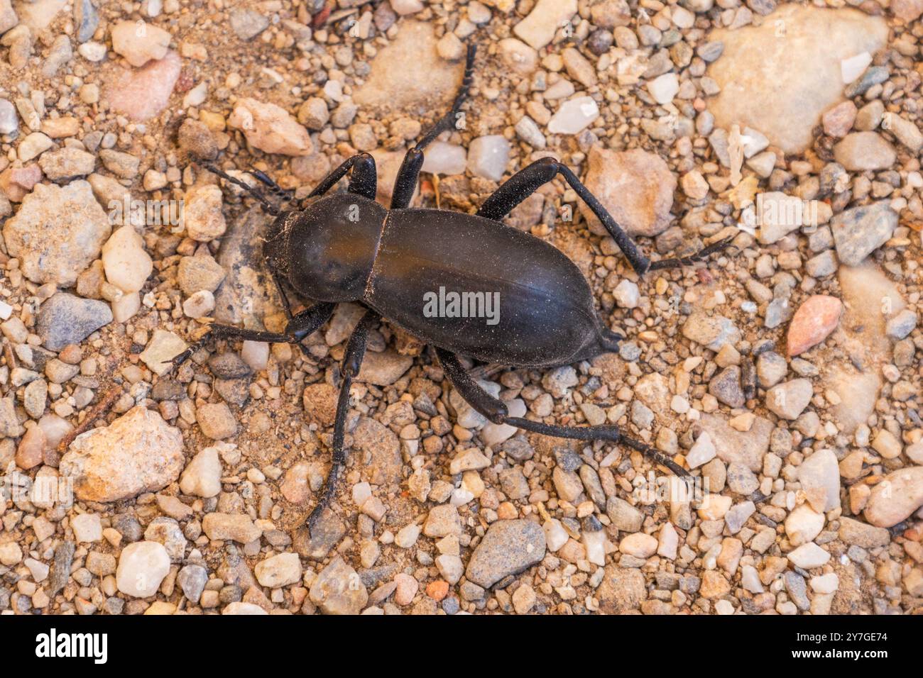 Blaps gigas, Darkling Beetles Stock Photo - Alamy