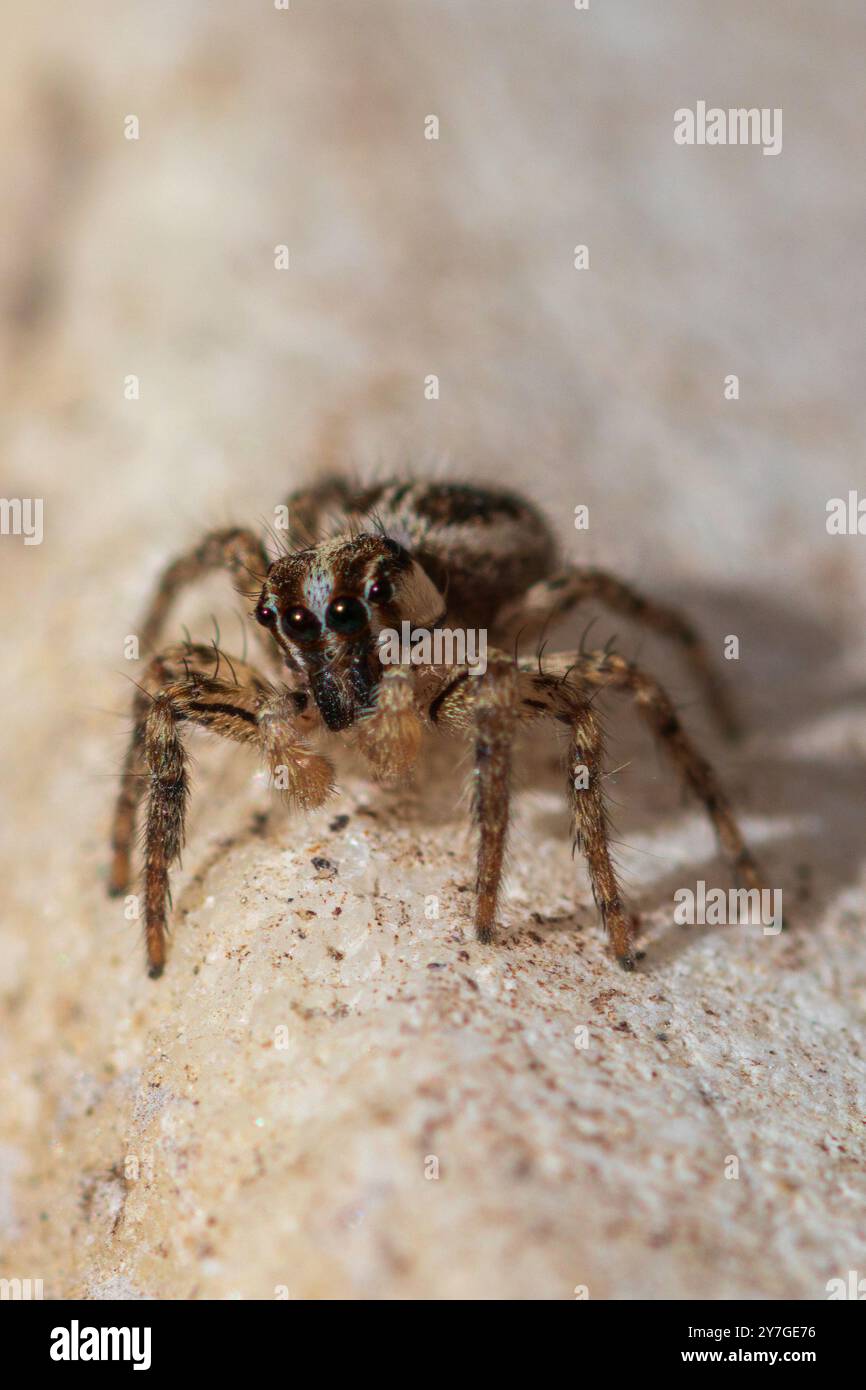 Plexippus paykulli, Male Pantropical Jumping Spider Stock Photo - Alamy