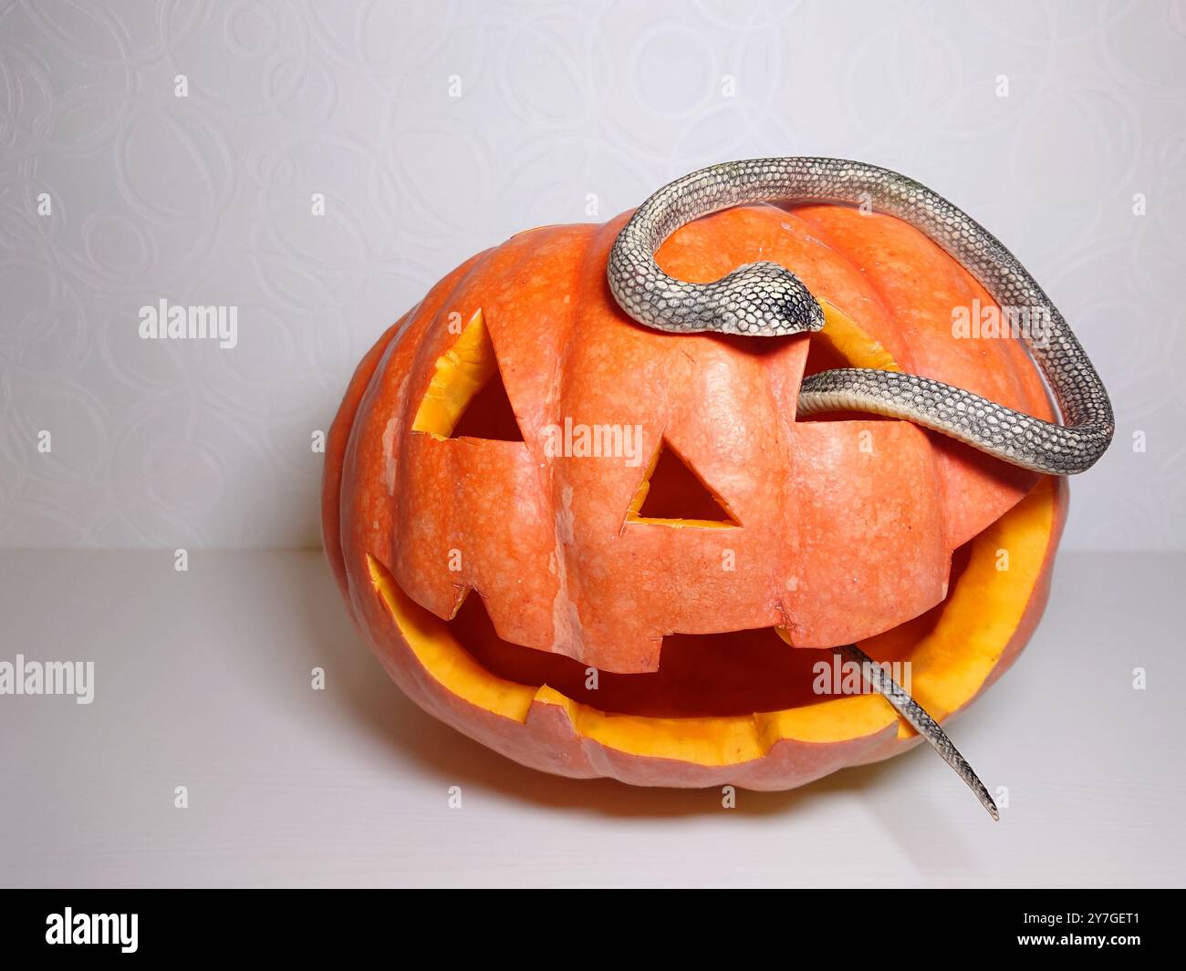 A face carved out of a pumpkin for Halloween with a snake Stock Photo ...