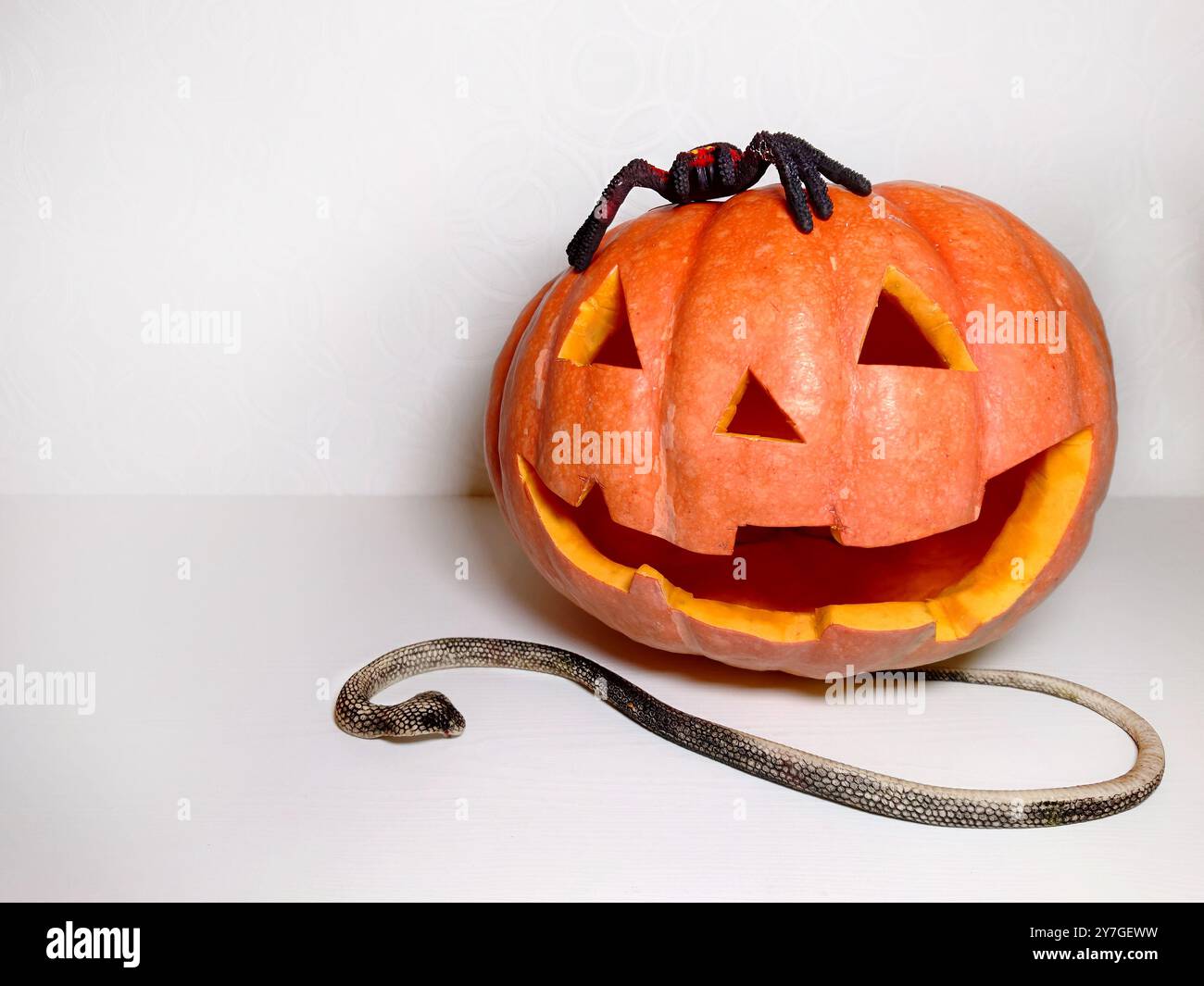 Smiling carved pumpkin face with snake and black spider Stock Photo - Alamy