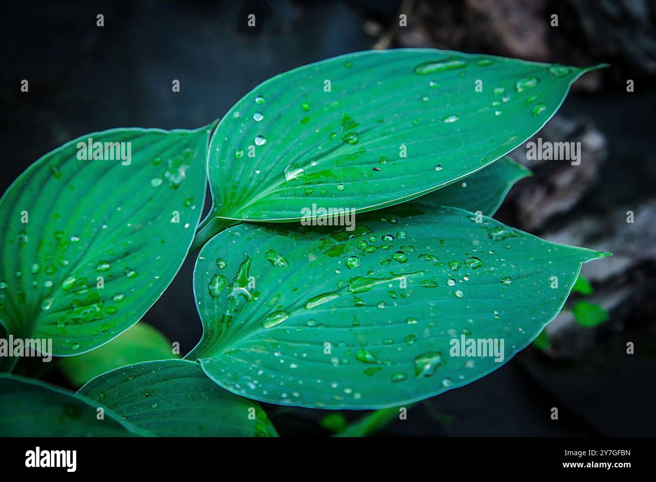 Fresh Green Hosta Leaves Stock Photo - Alamy