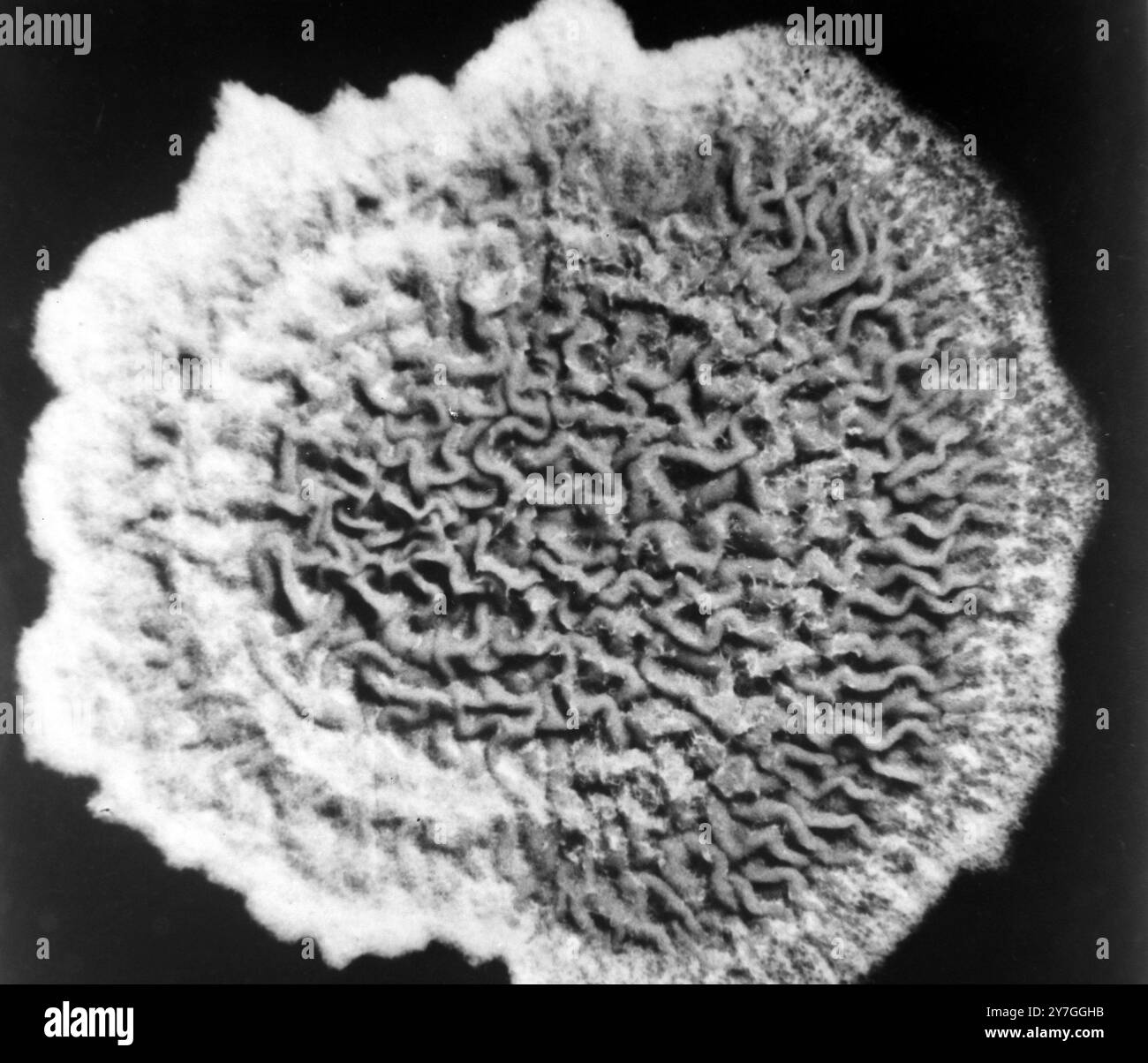 MEDICAL THE NEW DRUG CEPORIN ; 6 NOVEMBER 1964 Stock Photo - Alamy