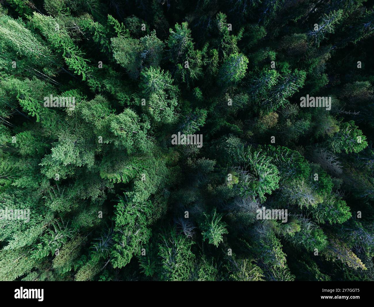 Aerial photography over green dense hi-res stock photography and images ...