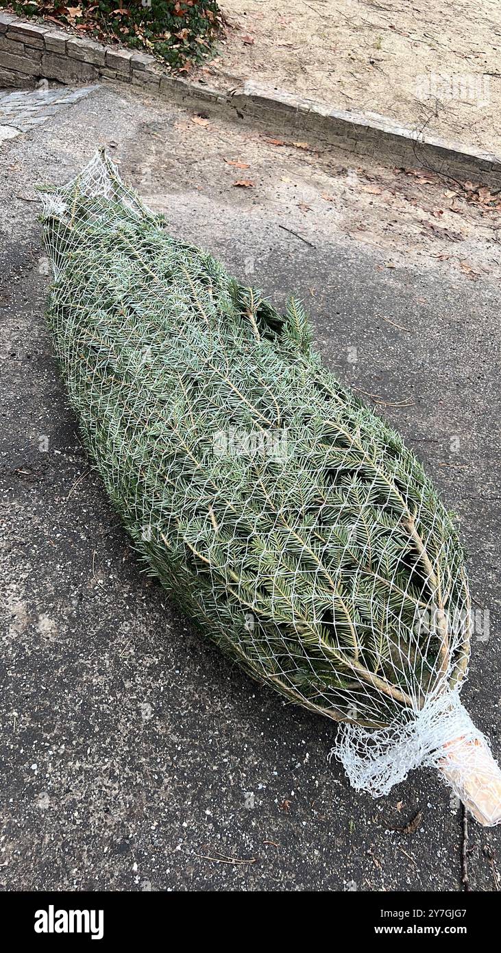 Christmas trees for sale. Stacked in high bundles in warehouse parking ...