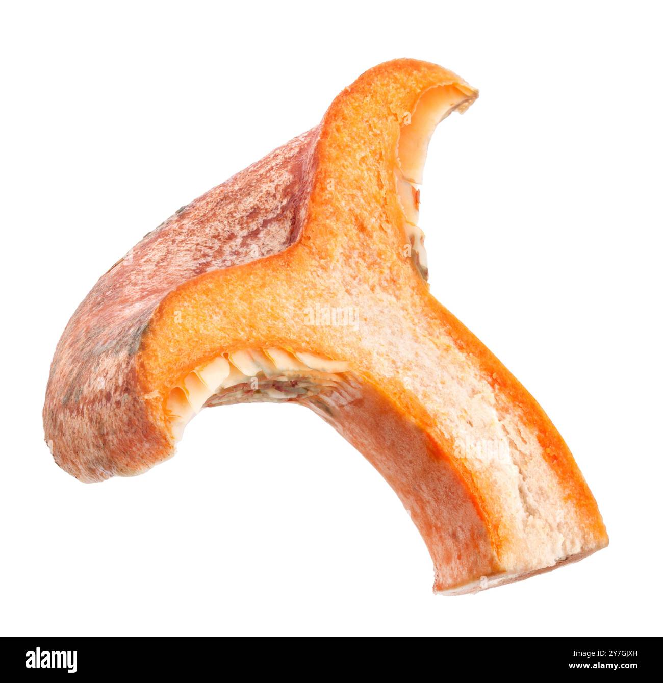 Half of Saffron milk caps mushroom (Lactarius deliciosus) isolated on a ...