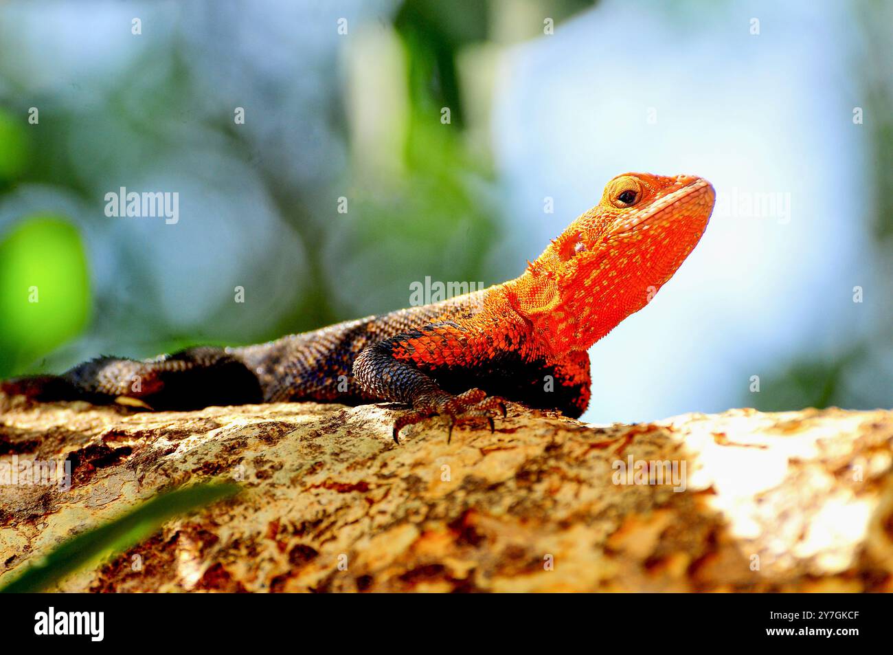 Red - headed Agama Lizard ( agama agama) in Arua Uganda Stock Photo - Alamy