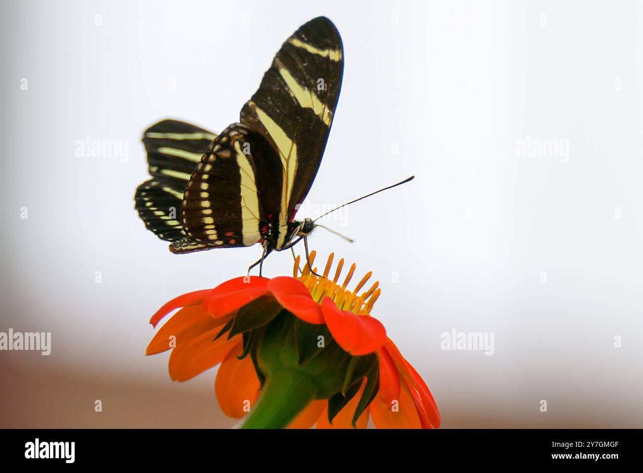 Zebra longwing Butterfly, Heliconius charithonia, resting on a Mexican ...