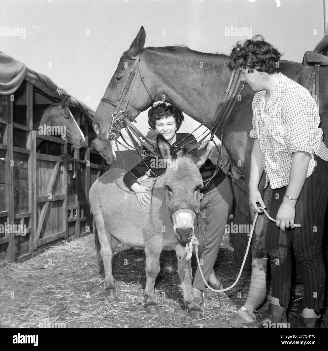 HORSE SHOWS STABLE GIRL MAKES FRIENDS DONKEY JOYOUS GUARD ; 6 OCTOBER ...