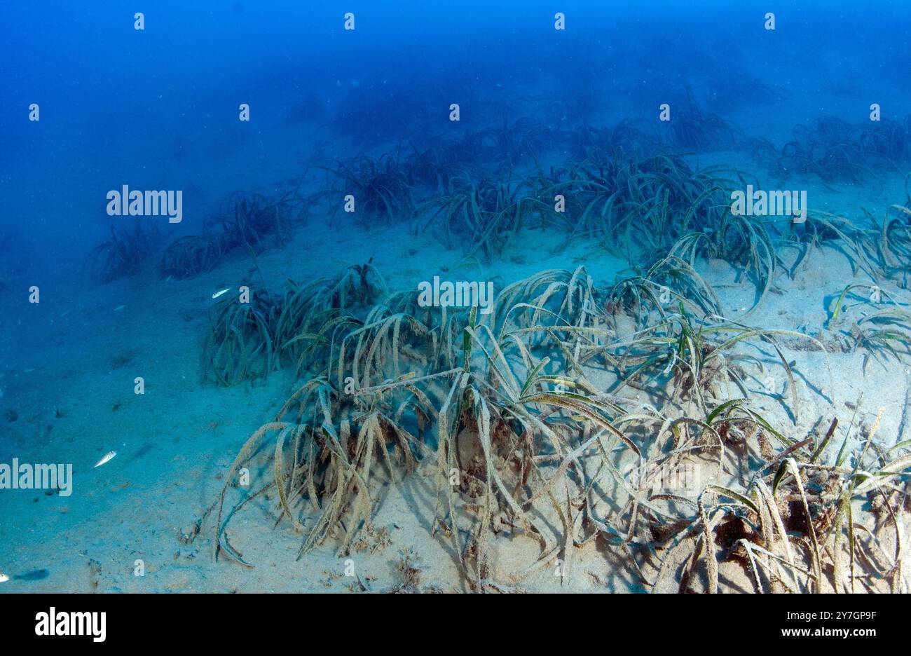Silt covered sea grass meadow, Posidonia oceanica, in Fethiye-Gocek ...