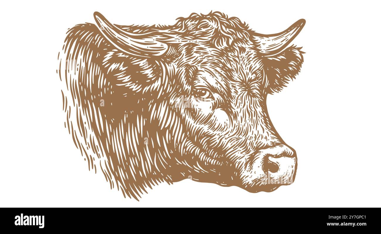 Vintage bull art Cut Out Stock Images & Pictures - Alamy