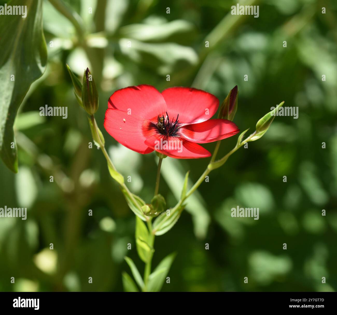 Roter Lein, Linum grandiflorum, einjaehrige Sommerblume mit leuchtend ...
