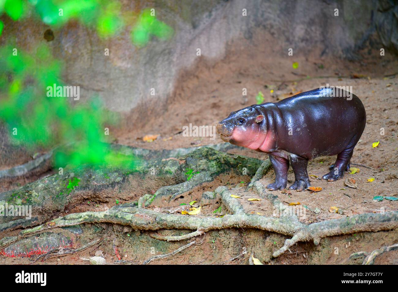 A female dwarf Pygmy hippo named "Moo Deng" in Khao Kheow Open Zoo in ...