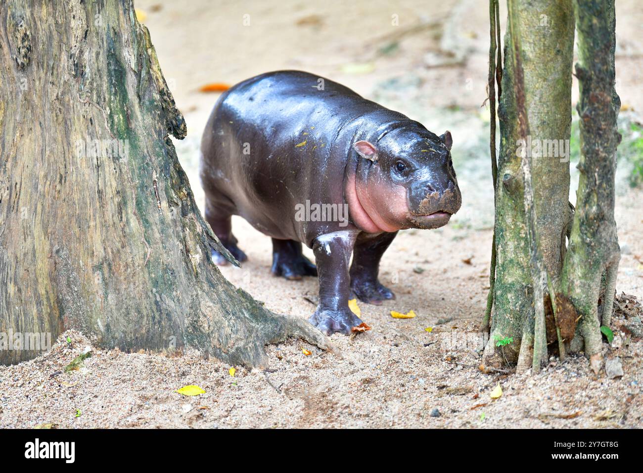 A female dwarf Pygmy hippo named "Moo Deng" in Khao Kheow Open Zoo in ...