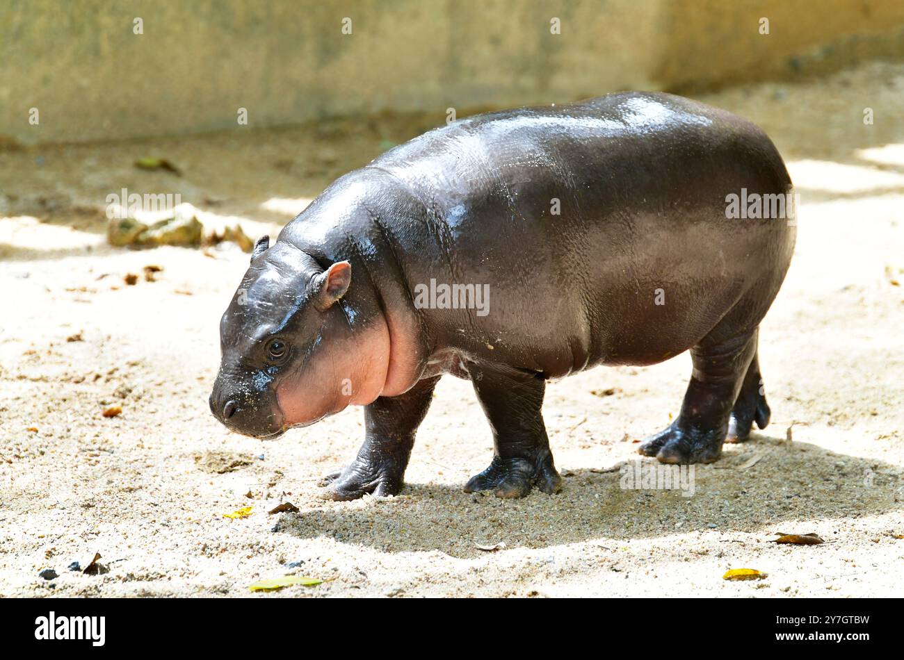 A female dwarf Pygmy hippo named "Moo Deng" in Khao Kheow Open Zoo in ...