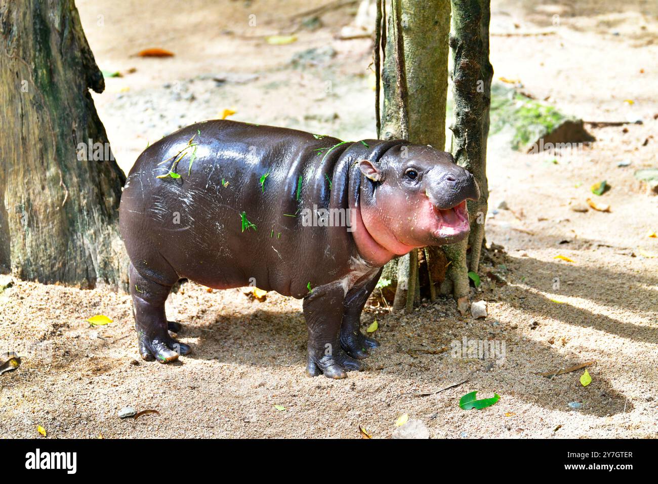 A female dwarf Pygmy hippo named "Moo Deng" in Khao Kheow Open Zoo in ...