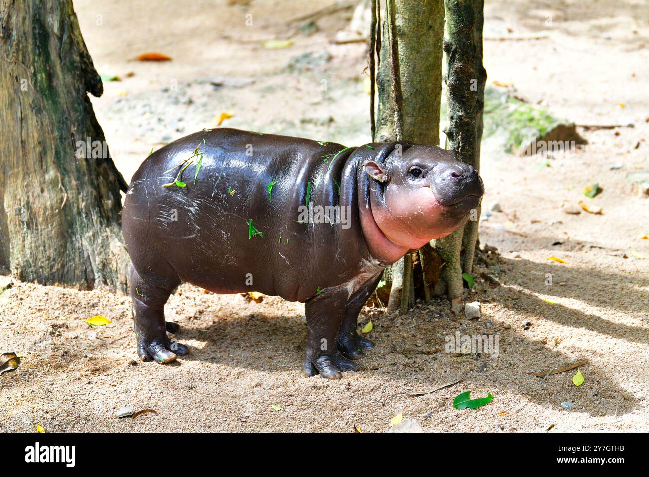 A female dwarf Pygmy hippo named "Moo Deng" in Khao Kheow Open Zoo in ...