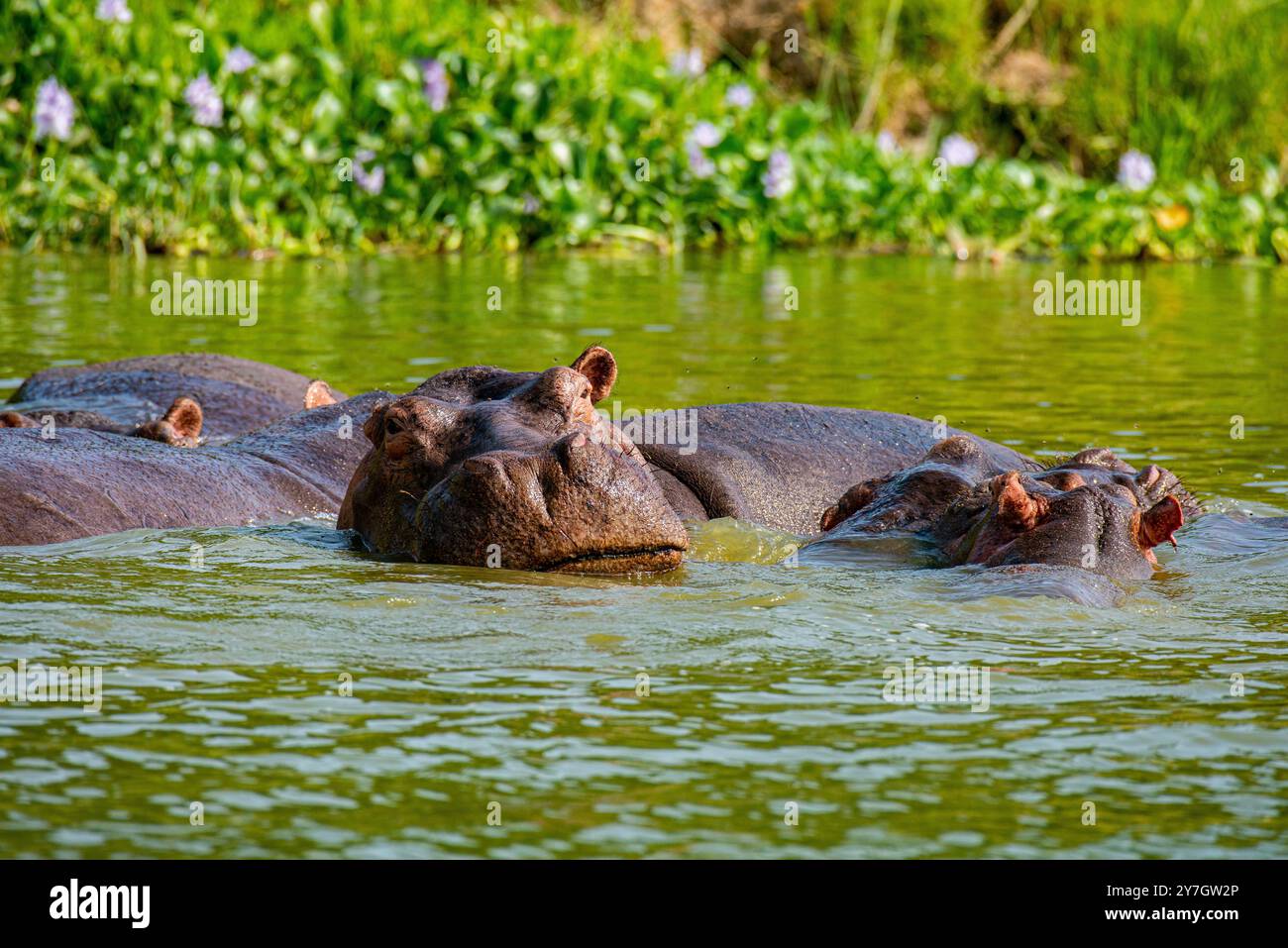 Hippos in Kazinga Channel - Queen Elizabeth National Park - Uganda ...