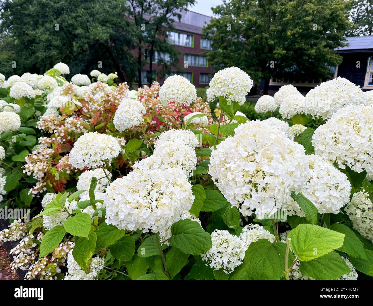 Beautiful hydrangea bushes blooming on city street Stock Photo - Alamy