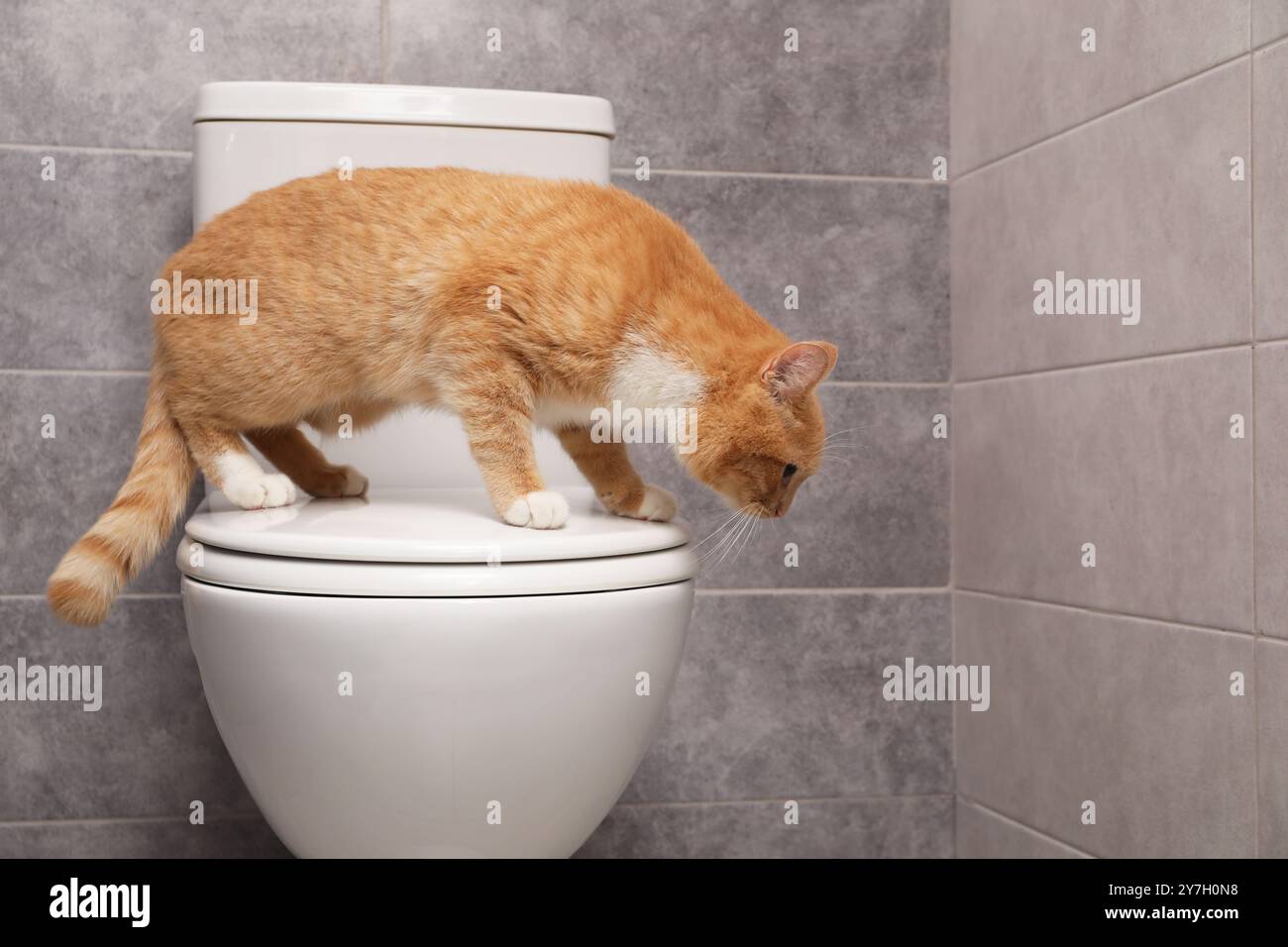 Cute cat on toilet bowl in bathroom Stock Photo - Alamy