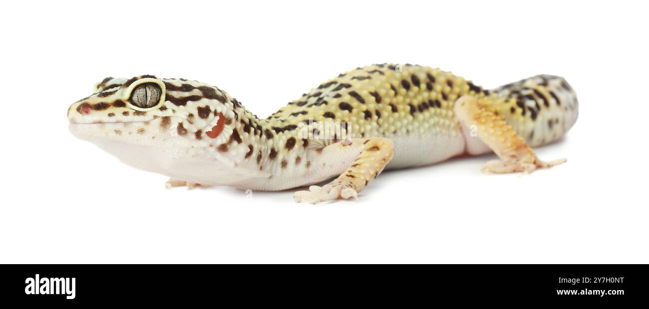One beautiful gecko isolated on white. Exotic pet Stock Photo - Alamy